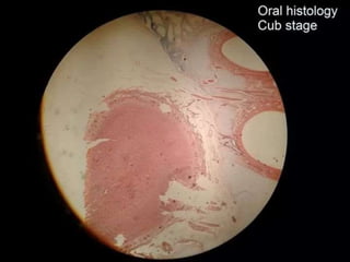 Tooth Histology Slides