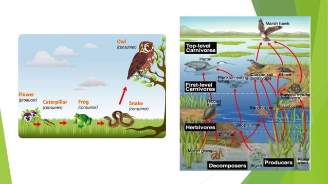 All Things are Interconnected.pptx | Biological Sciences | Science