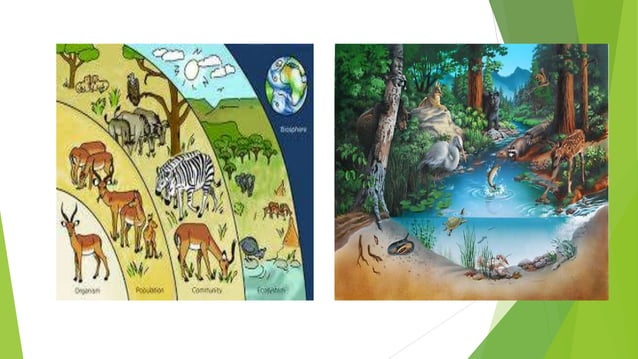 All Things are Interconnected.pptx | Biological Sciences | Science