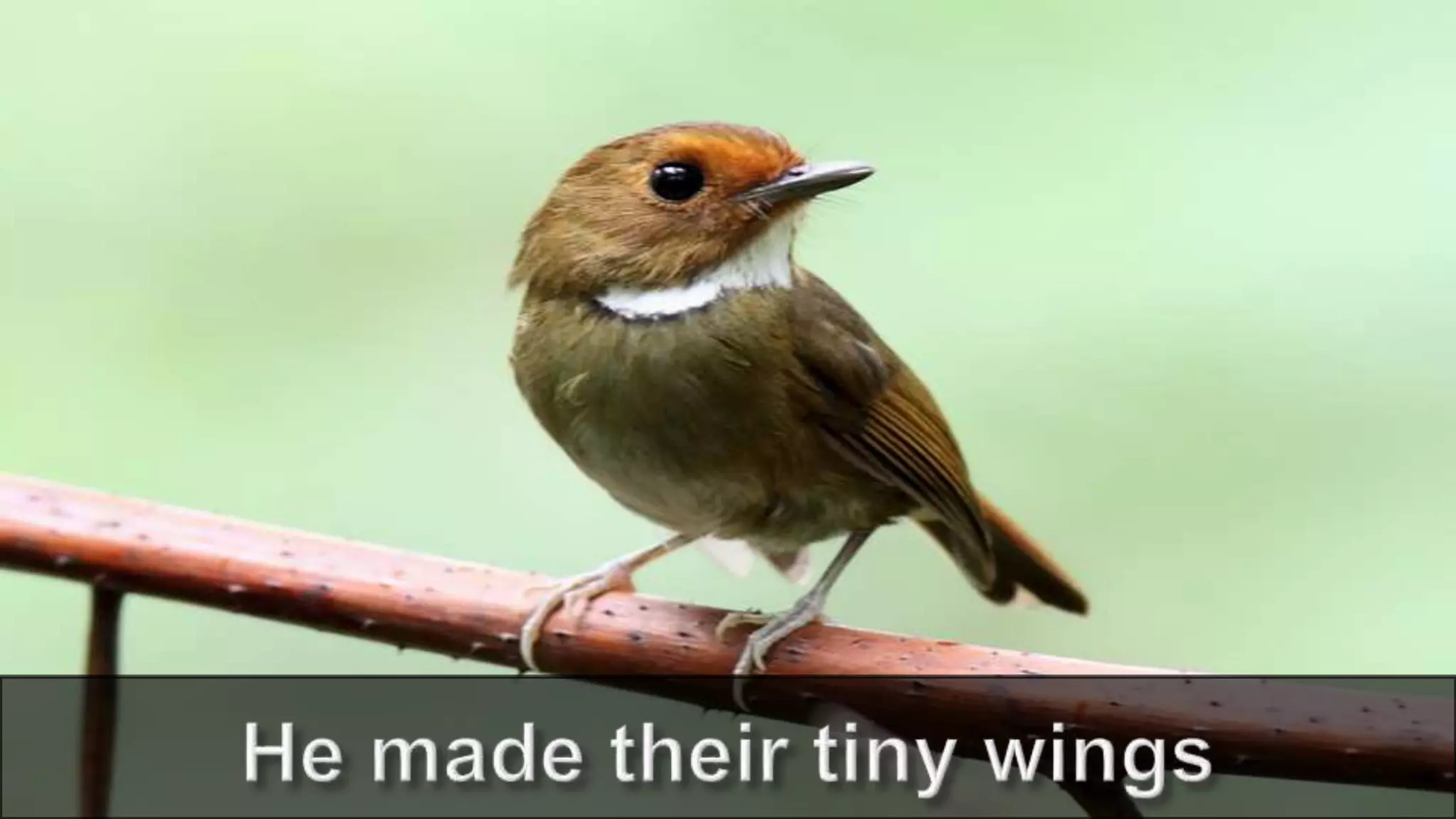 All Things Bright and Beautiful | PPTX