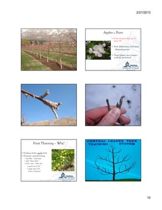 All Things Pruning | PDF