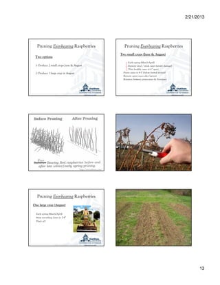 All Things Pruning | PDF