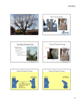 All Things Pruning | PDF