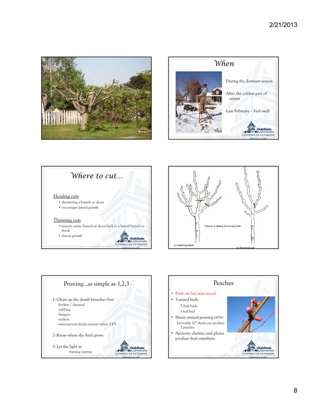 All Things Pruning | PDF