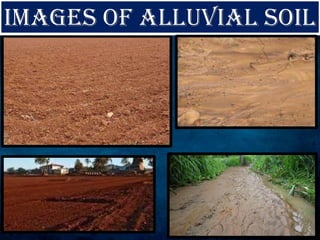Alluvial Soil