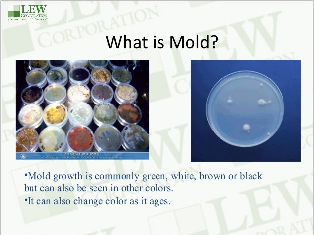 All You Can Learn About Mold in a Single Day