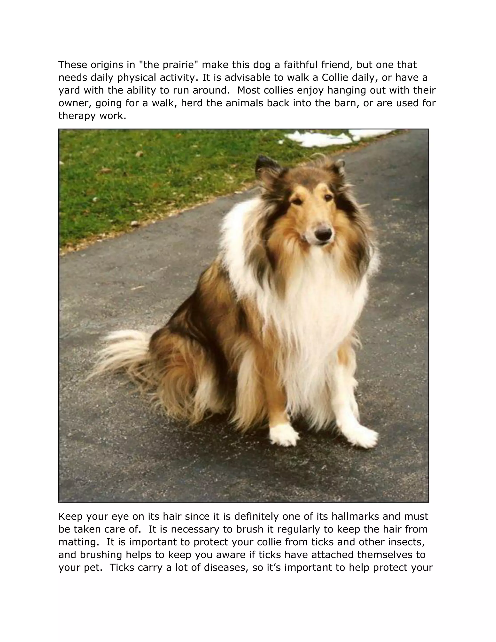 All you must know about stirling collies | PDF