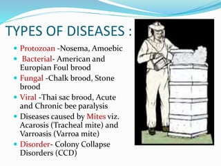 Apiculture and its application in the agriculture | PPT