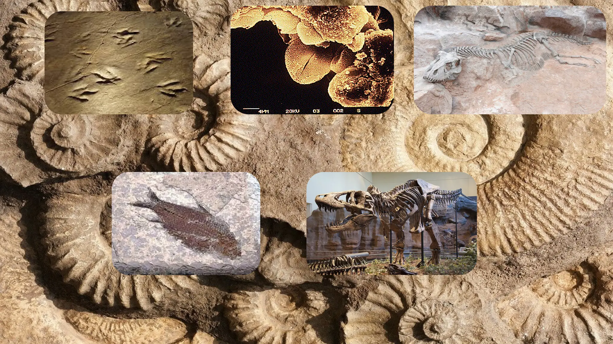 "Exploring Ancient Fossils: Earth's Time Capsules" | PPT