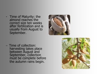 Almendra2 ingles | PPT