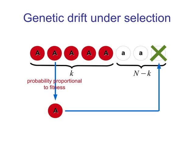 Mathematical models of evolution | PPT