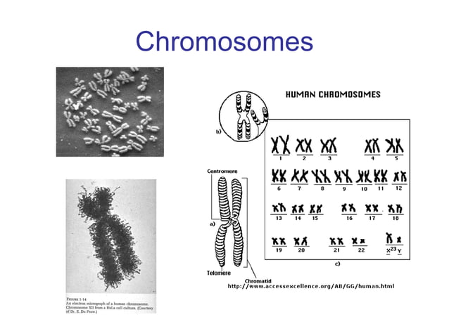 Mathematical models of evolution | PPT