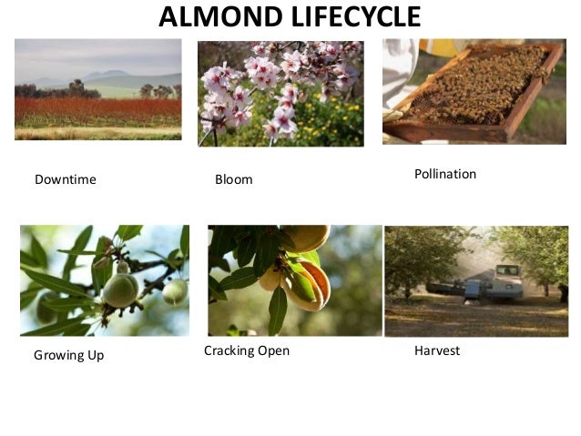 Almond