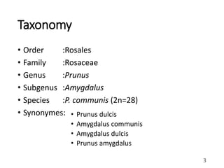 almond-210402162605.pdf