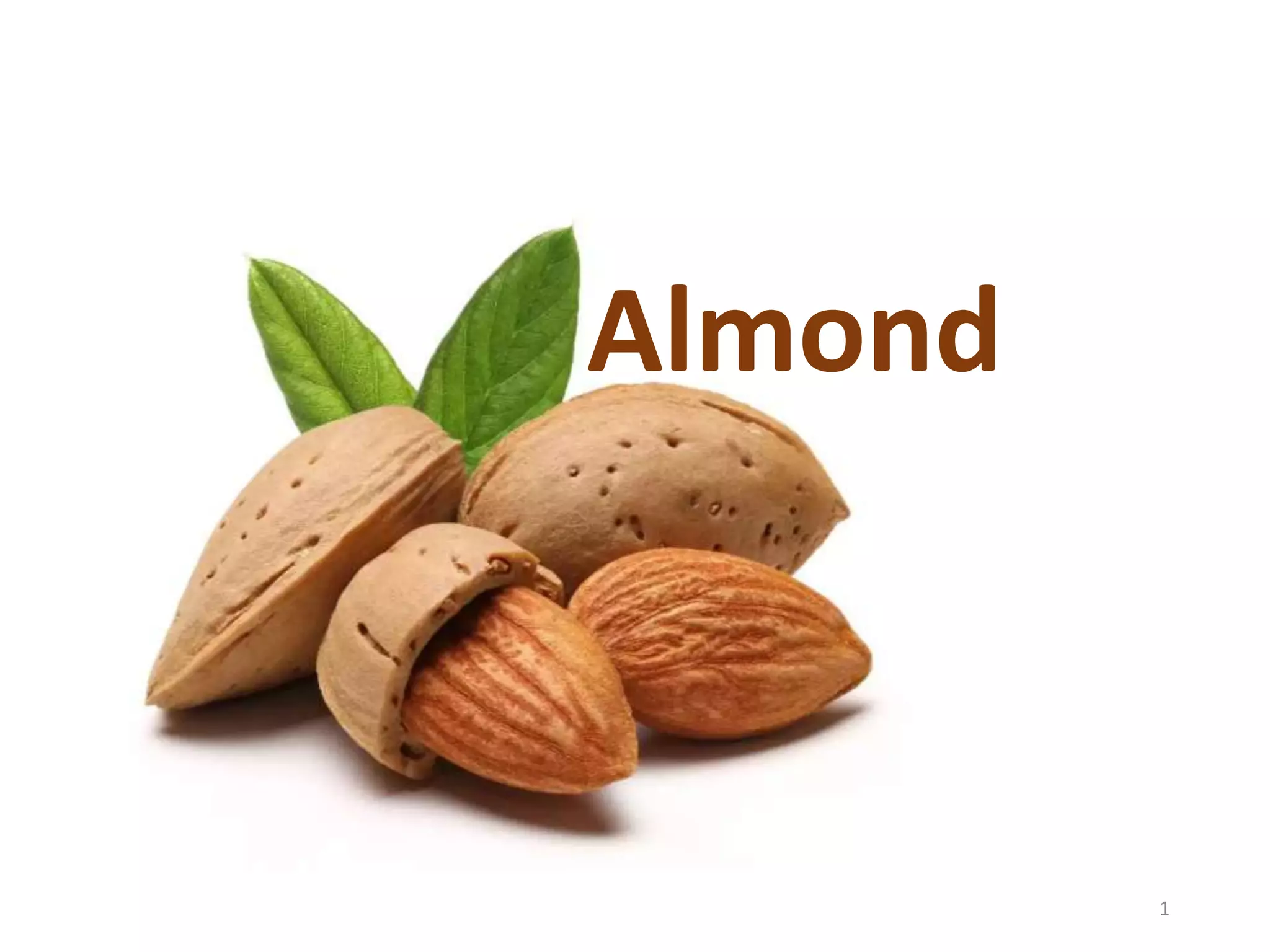 Almond | PPTX
