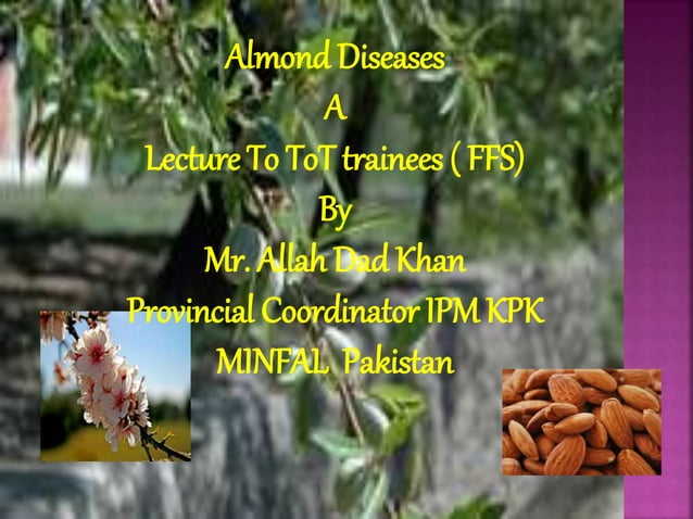 Almond diseases A Lecture To Tot ( FFS) By Allah Dad Khan Provincial ...