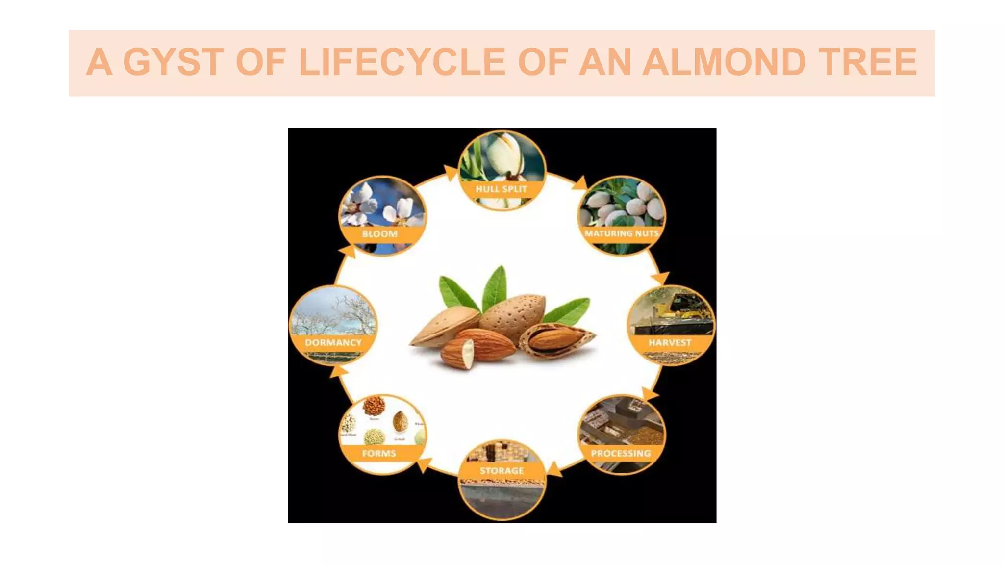 ALMOND final-1.pptx