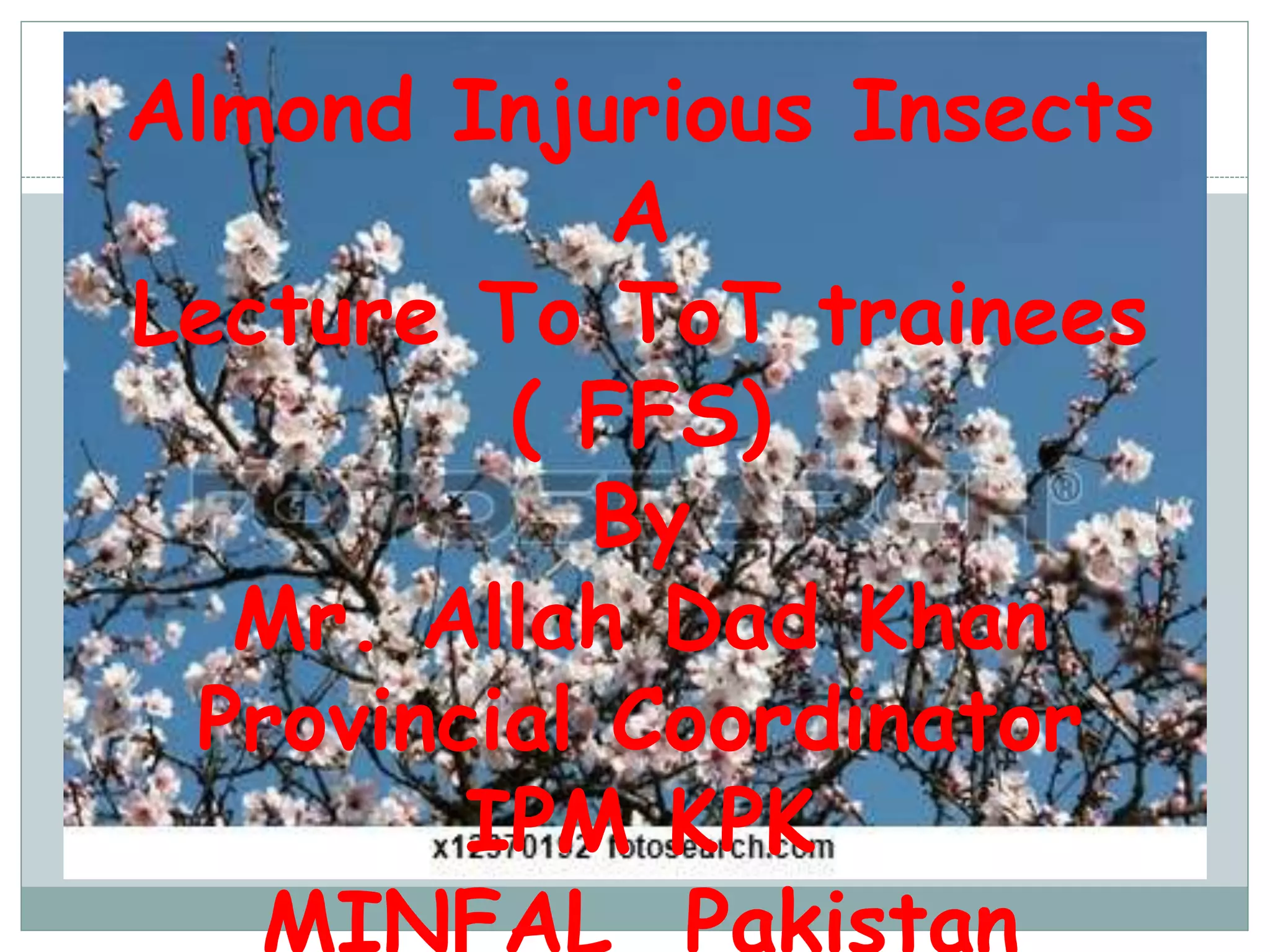 Almond Injurious Insects A Lecture To ToT trainees ( FFS) By Mr. Allah ...