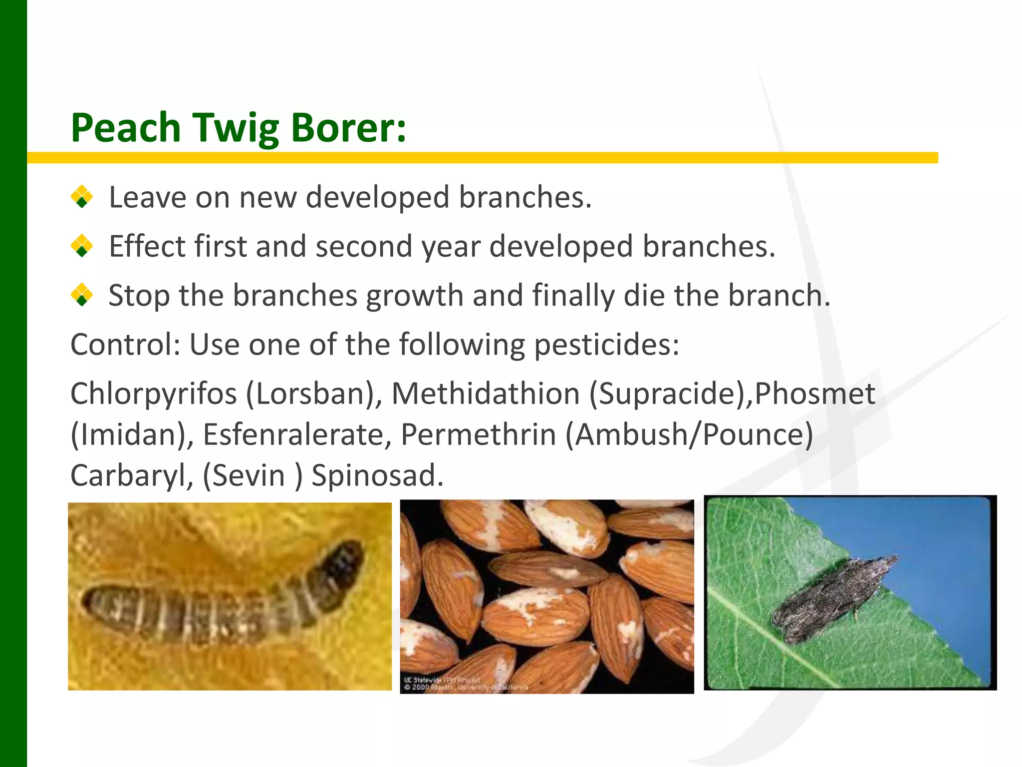 Almond production in afghanistan | PPTX