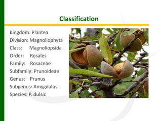 Almond production in afghanistan | PPTX