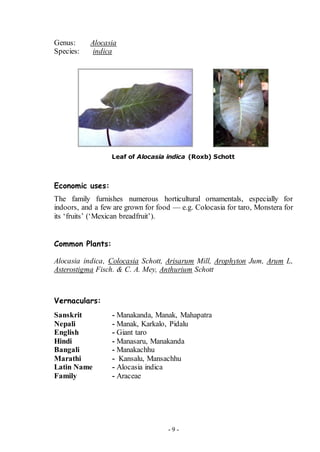 alocasia_indica.pdf