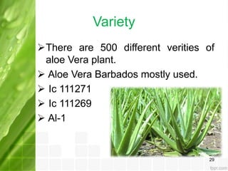 Aloe vera benefits, production and diseases | PPT
