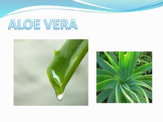 Aloe vera | PPT