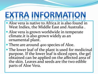 Aloe vera | PPTX