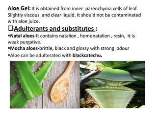 Aloes(in details) | PDF