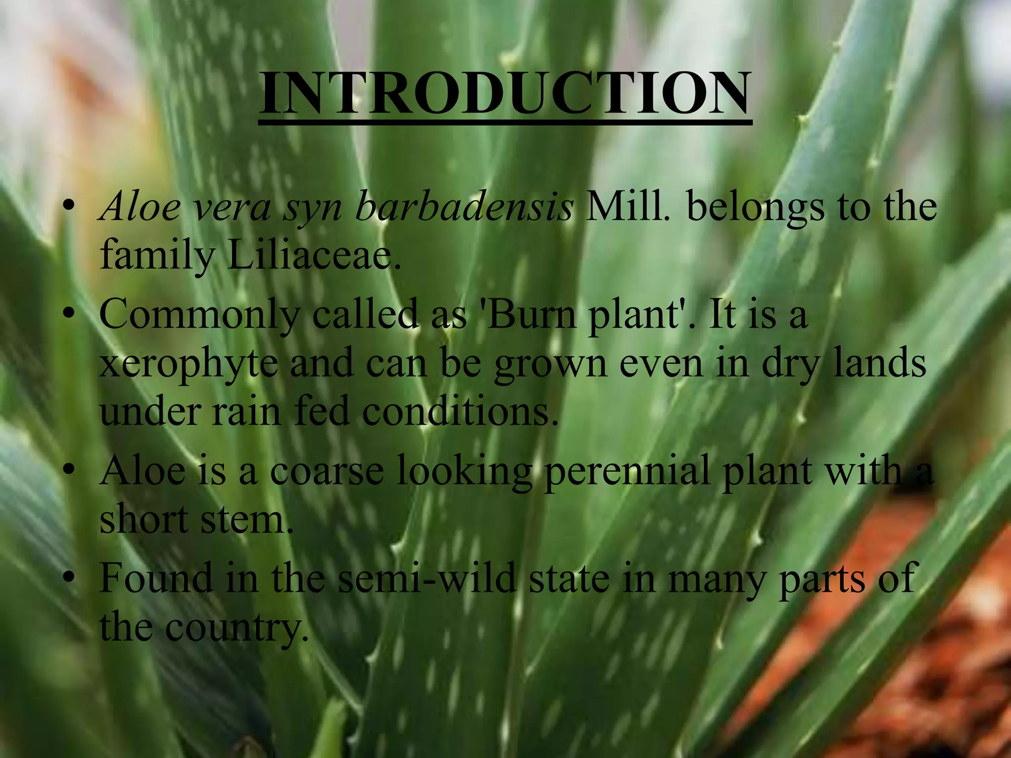 plant tissue culture of aloe vera | PPTX
