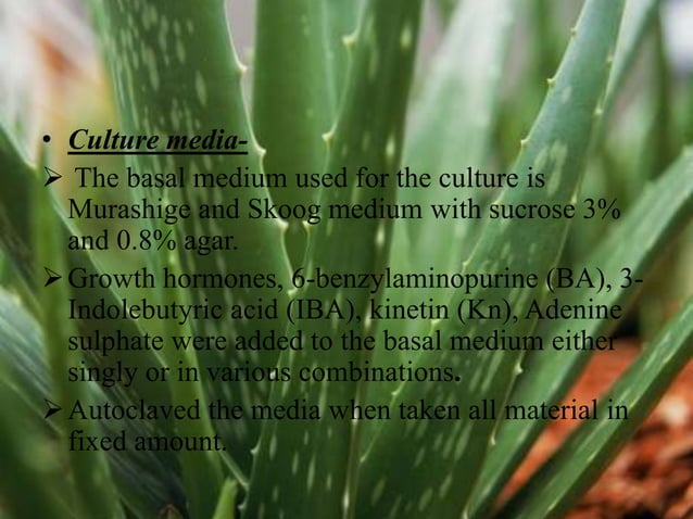 plant tissue culture of aloe vera | PPTX | Herbs and Supplements | Alternative Medicine