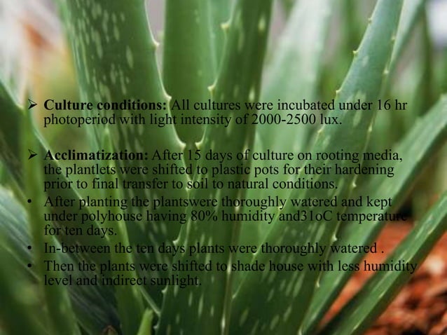 plant tissue culture of aloe vera | PPTX | Herbs and Supplements | Alternative Medicine
