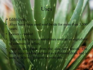 plant tissue culture of aloe vera | PPTX