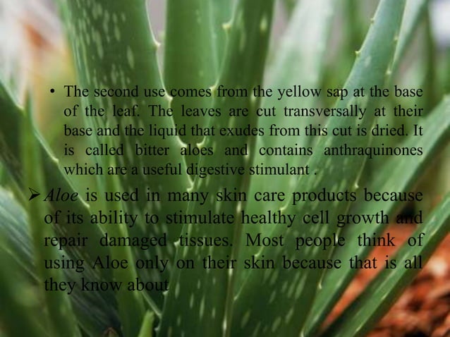 plant tissue culture of aloe vera | PPTX | Herbs and Supplements ...