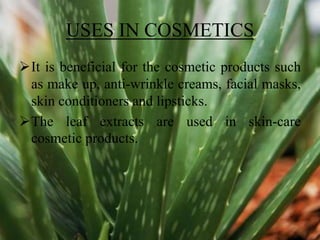 plant tissue culture of aloe vera | PPTX