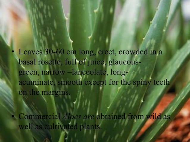 plant tissue culture of aloe vera | PPTX | Herbs and Supplements ...