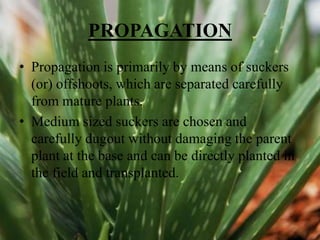 plant tissue culture of aloe vera | PPTX