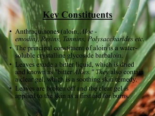 plant tissue culture of aloe vera | PPTX