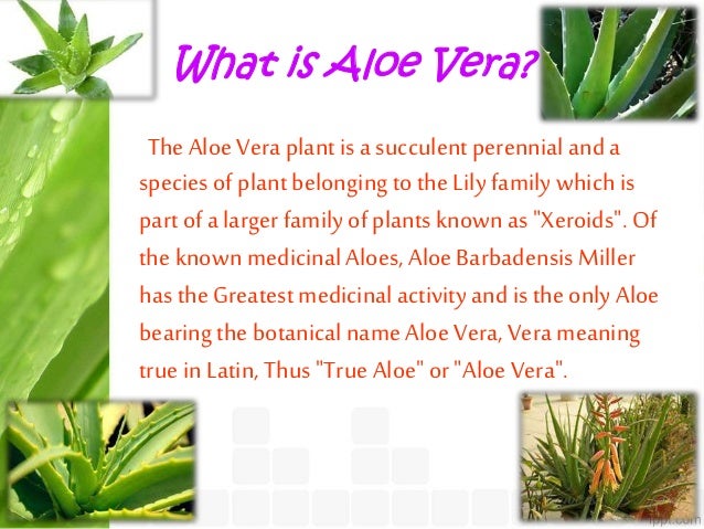 Aloe vera