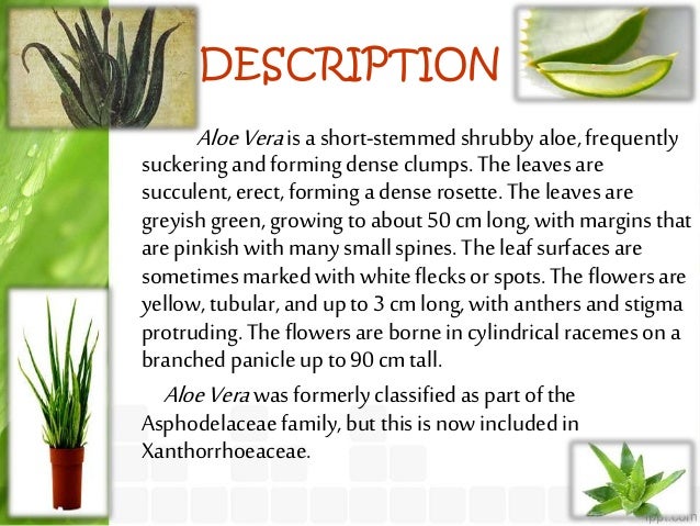 Aloe vera