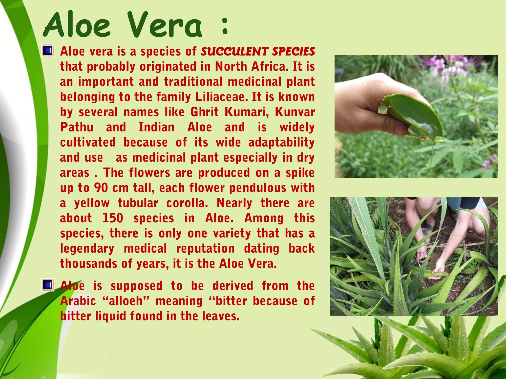 Aloe vera | PPT