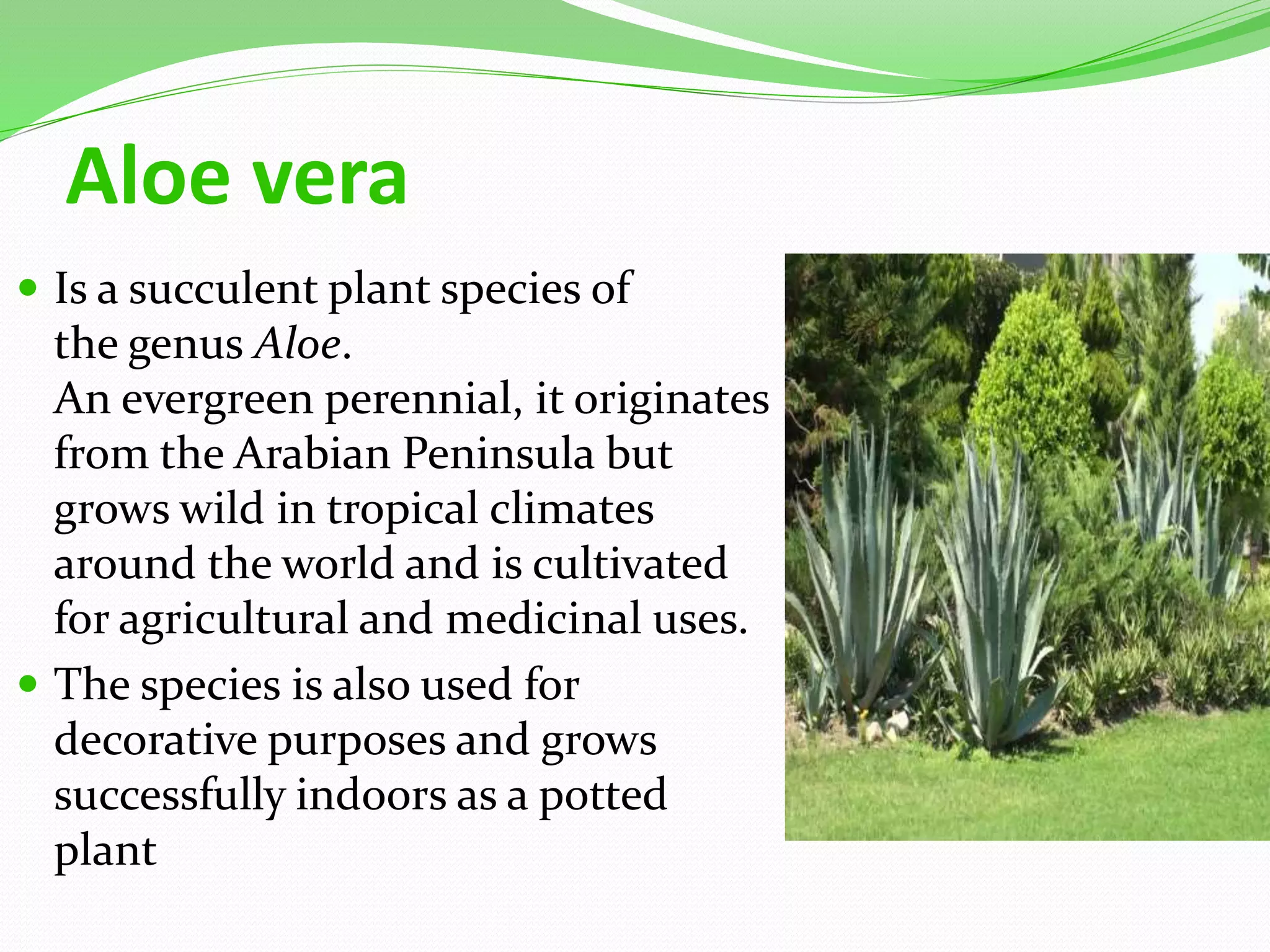 Aloe vera | PPTX