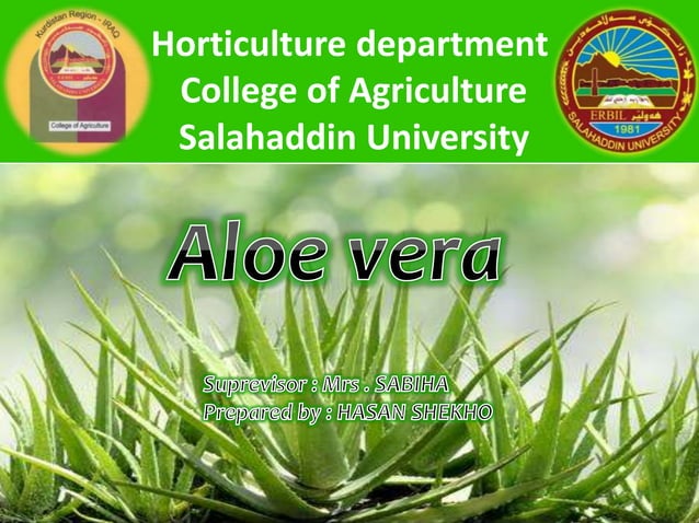 Aloe vera | PPT