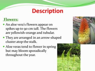 Aloe vera | PPTX