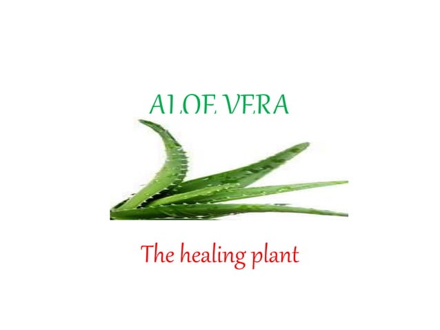ALOE VERA.ppt | Herbs and Supplements | Alternative Medicine