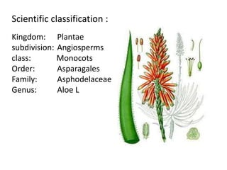ALOE VERA.ppt