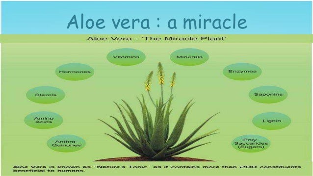 Aloe vera