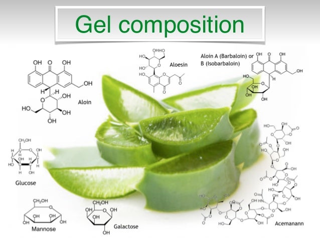 Aloe barbadensis Miller (Aloe vera)