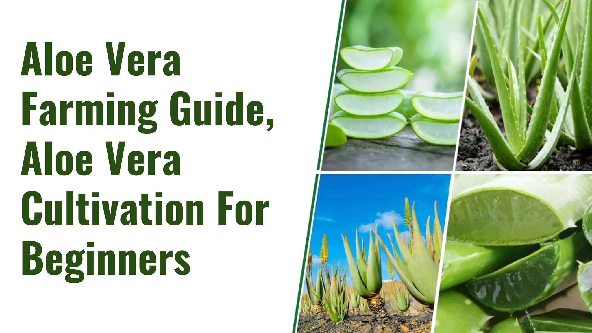 Aloe Vera Farming Guide | PPTX