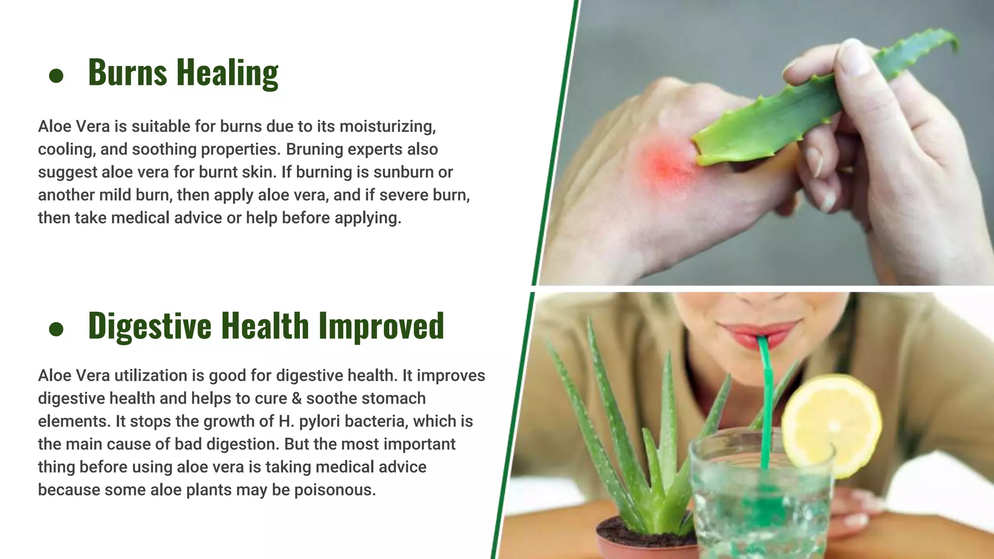 Aloe Vera Farming Guide Ppt